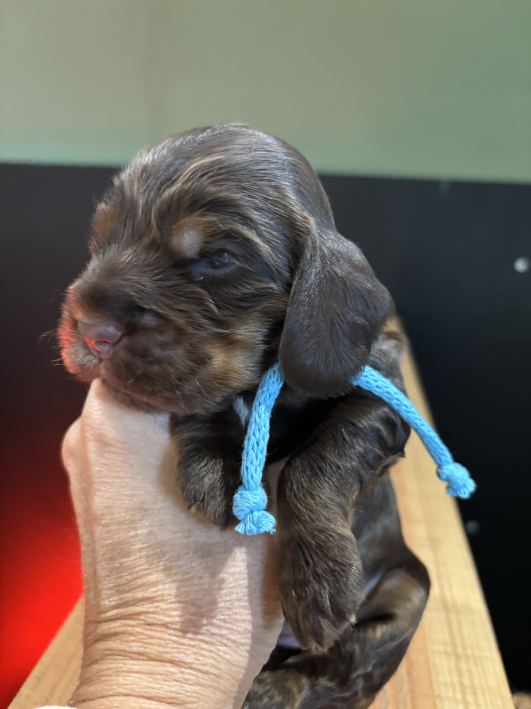 Chiot Cocker Spaniel Anglais - BLEU CIEL de La Constellation d'Heelou