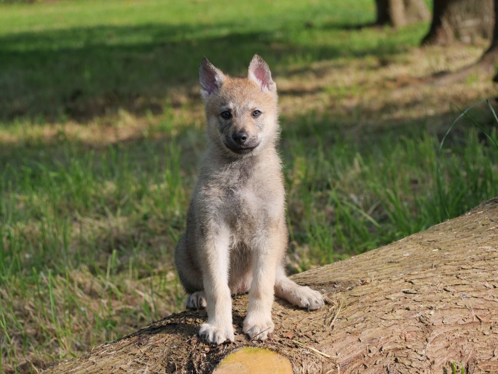 Chiot Chien-loup tchecoslovaque - Ragnarök orange Du Domaine De Ragnarok