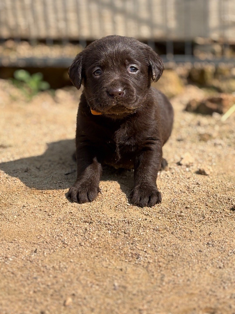 Chiot Labrador Retriever - Collier jaune Du Domaine De Terrut