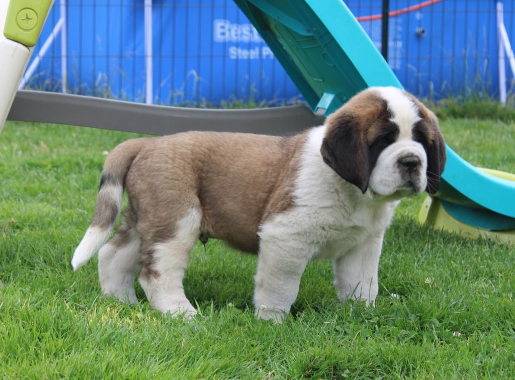 Chiot Chien du Saint-Bernard - Collier gris Du Monde De Sténa