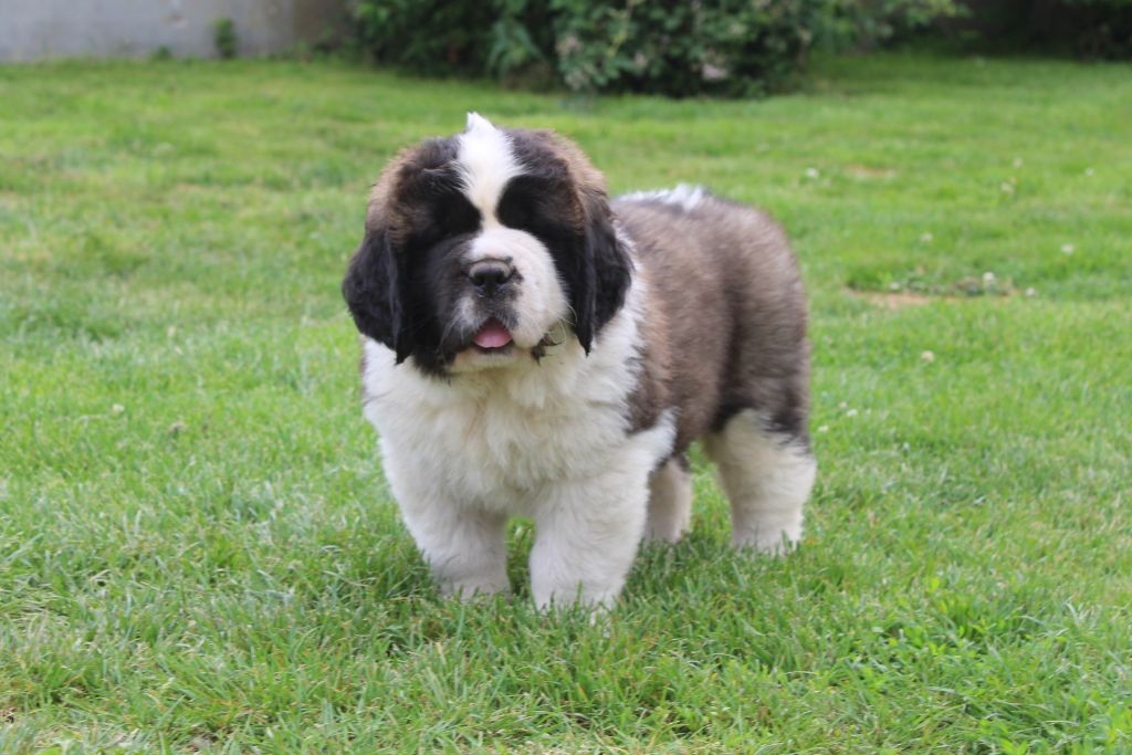 Chiot Chien du Saint-Bernard - Collier bleu clair Du Monde De Sténa