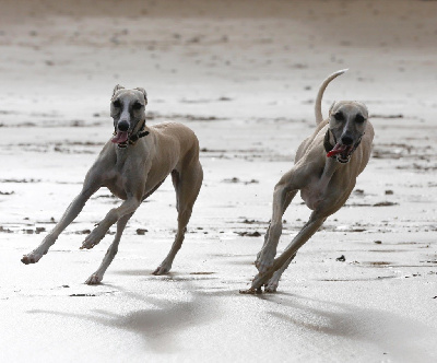 Les éleveurs de race Whippet en France