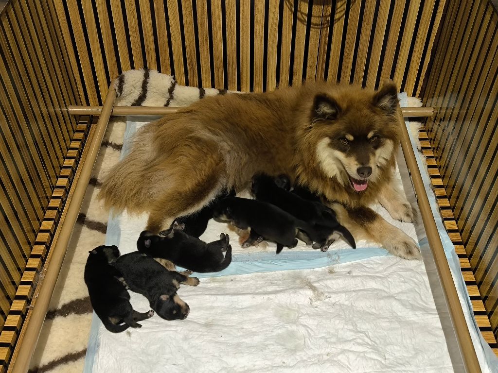 Chiots de race Chien finnois de Laponie en Hauts-de-France