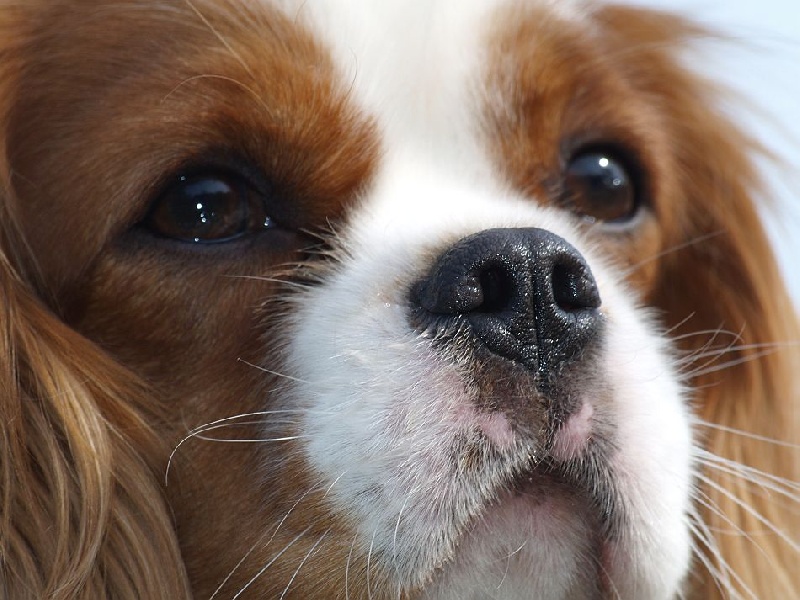 Chien Cavalier King Charles Spaniel Eclair choco des cavaliers de Strass