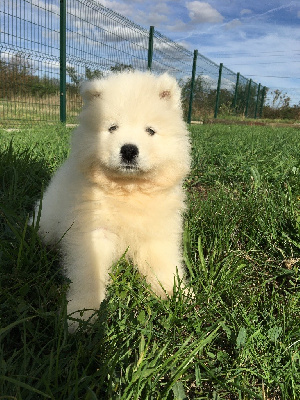 Samoyde Chiot Vendre