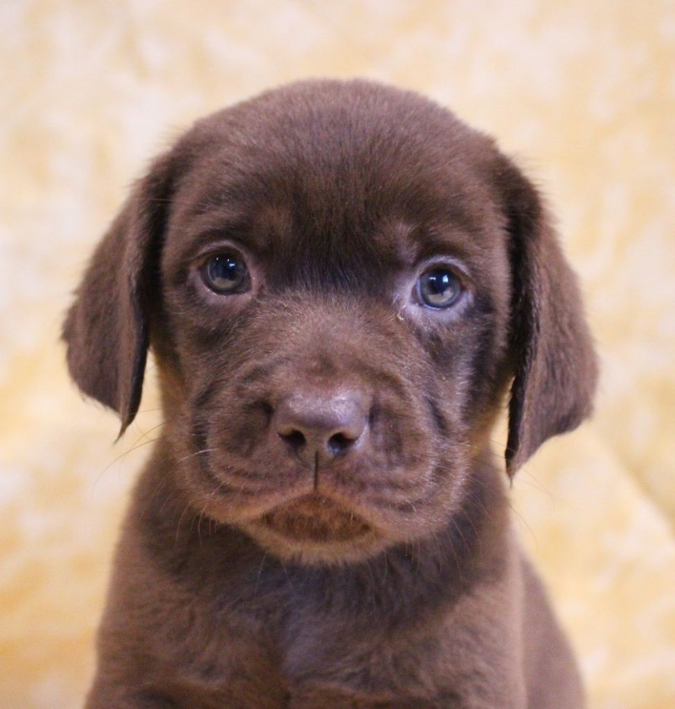 Chiot - Elevage Des terres sacrees - eleveur de chiens Labrador Retriever