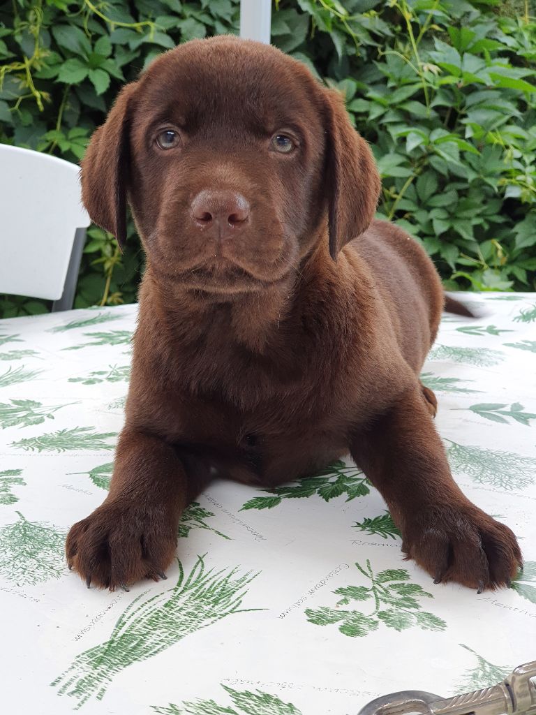 Chiot - Elevage Des terres sacrees - eleveur de chiens Labrador Retriever