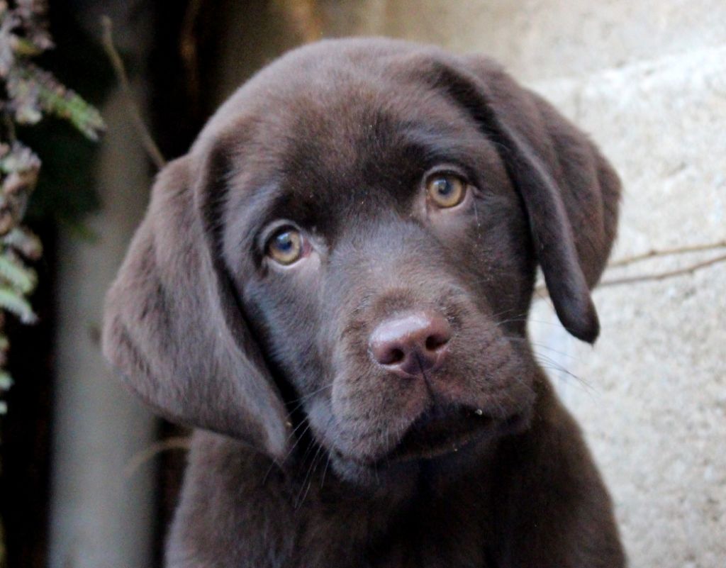 Accueil - Elevage Des terres sacrees - eleveur de chiens Labrador Retriever