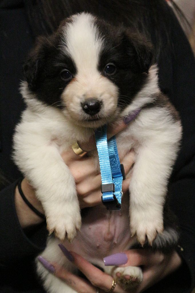 Chiot Border Collie - Collier bleu Herds Of Scotland