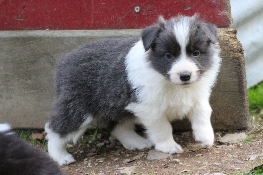 Chiot Border Collie - collier rouge Herds Of Scotland