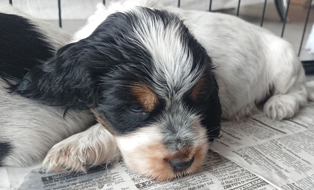 Chiot Cocker Spaniel Anglais - FEMELLE BLEU TRICOLORE - COLLIER MAUVE ...