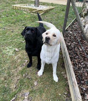 Les éleveurs de race Labrador Retriever en France