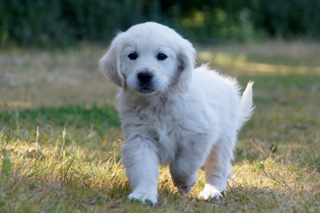 Chiot Golden Retriever - URIAL De Chucalane