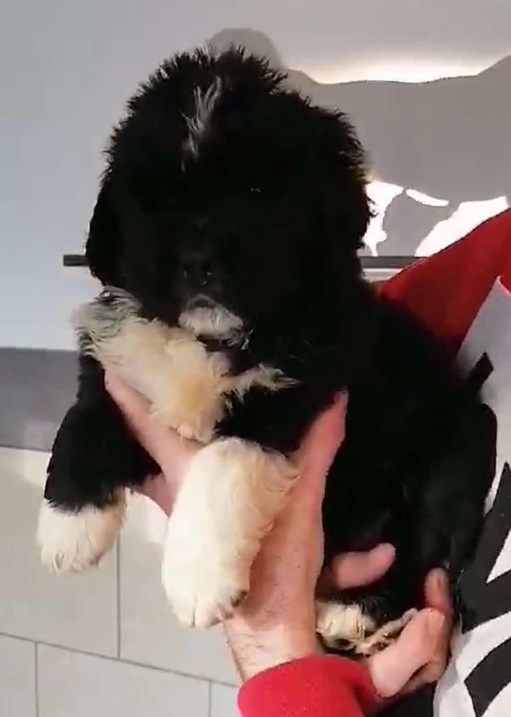 Chiot Terre-neuve - Femelle violet The Black Star Sapphires