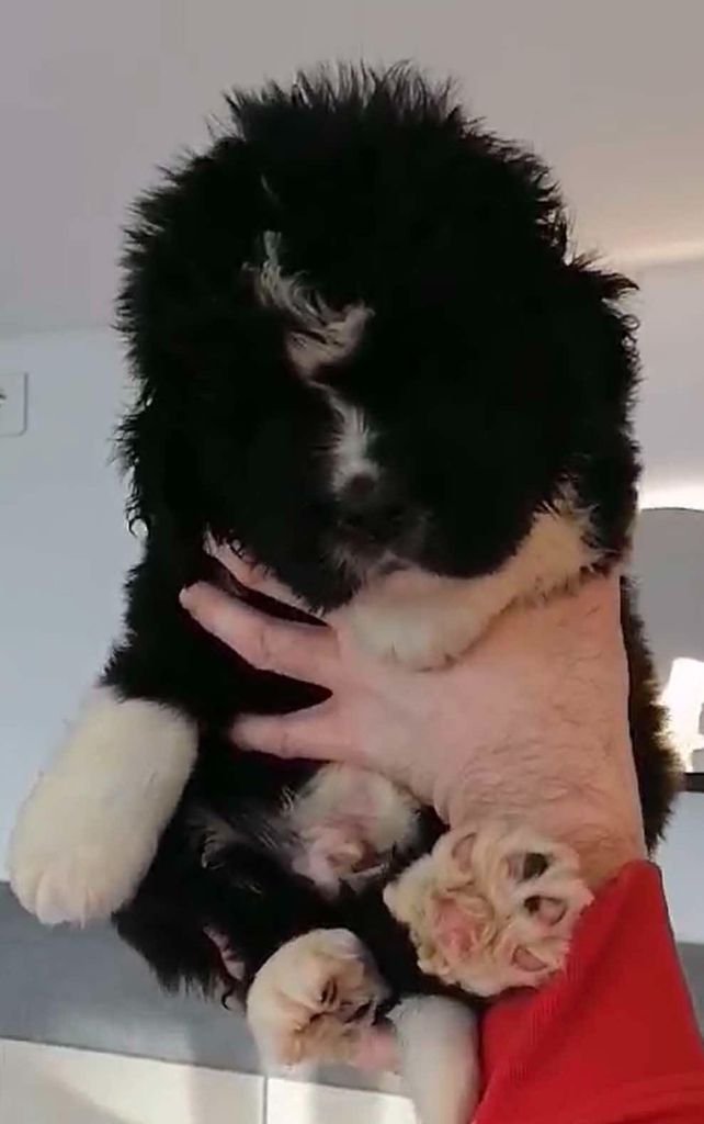 Chiot Terre-neuve - male bleu foncé The Black Star Sapphires