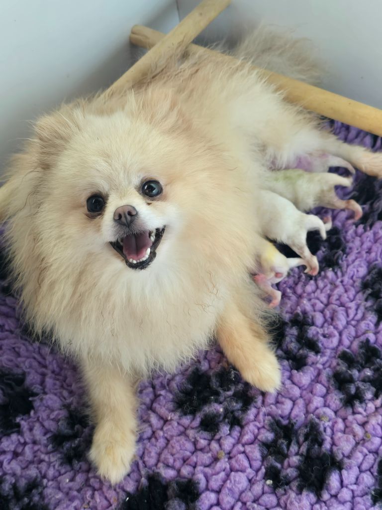 Chiot Spitz allemand - Femelle collier violet Des Rives Du Lugano