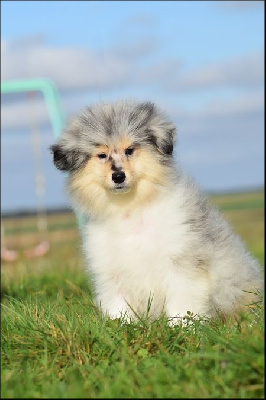 Chiots LOF Colley à poil long à vendre en Centre-Val de Loire