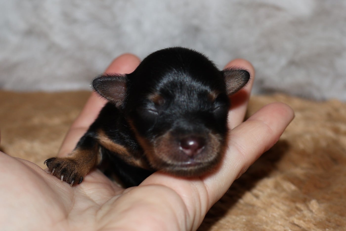 Chiots à vendre - Elevage De la Nouknoukerie - eleveur de chiens ...