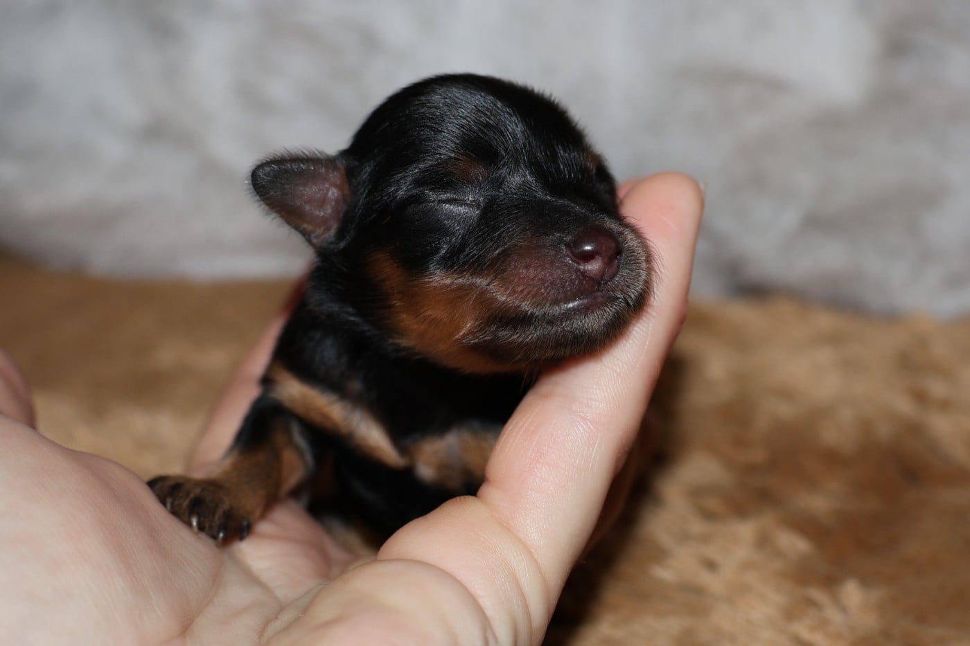 Chiots à vendre - Elevage De la Nouknoukerie - eleveur de chiens ...