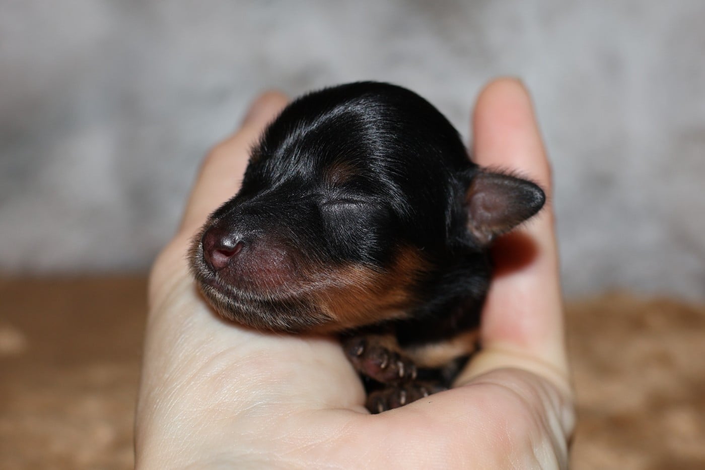 Chiots à vendre - Elevage De la Nouknoukerie - eleveur de chiens ...