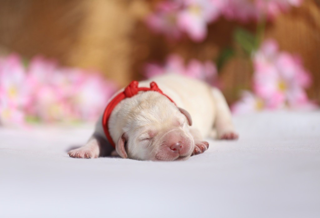 Chiot Labrador Retriever - Collier rouge Du Bois De L'Ayade