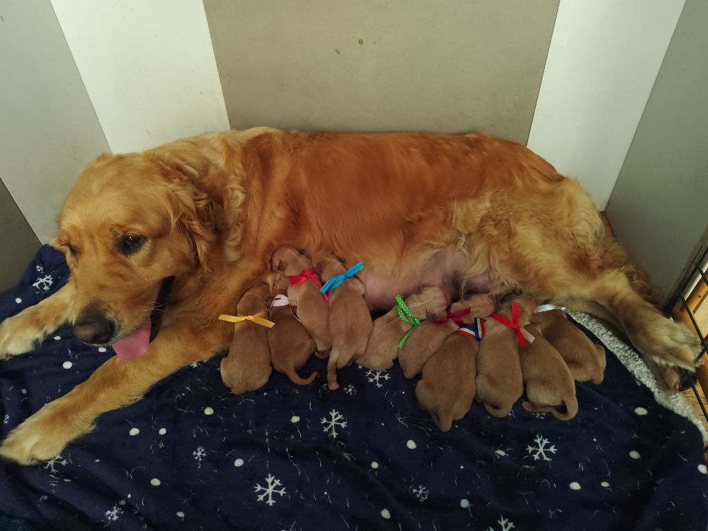 Chiot Golden Retriever - MALE ROUGE Au Petit Bonheur Des Anges
