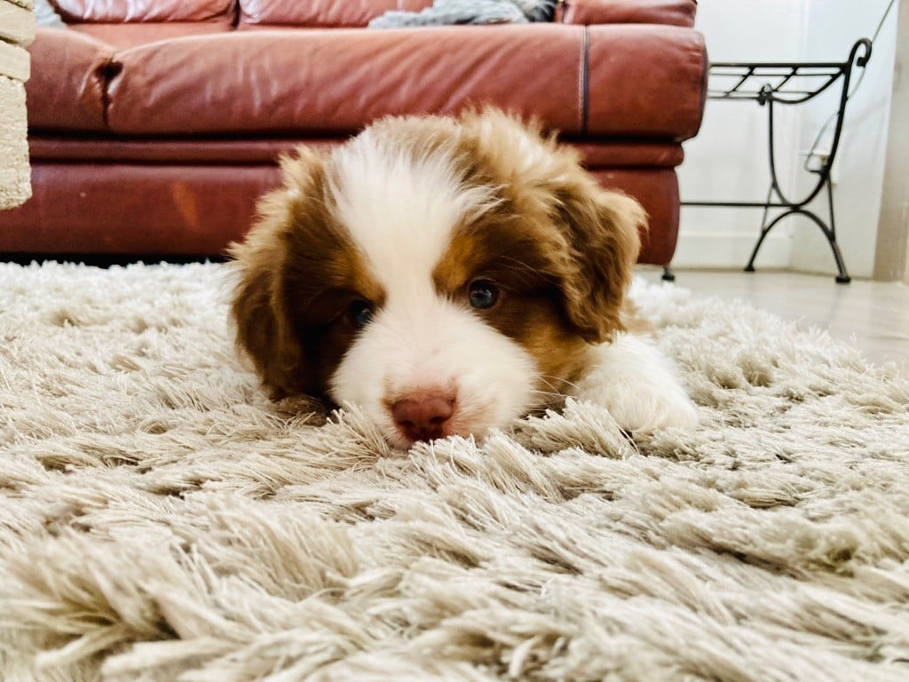 Chiot Berger Américain Miniature - Rouge tricolore queue longue of ...