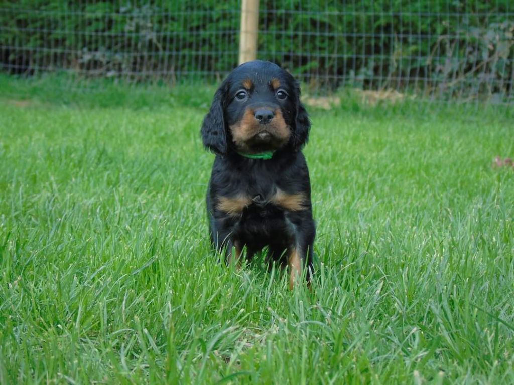Chiot Setter Gordon - Collier vert Du Domaine De Phoebapooros