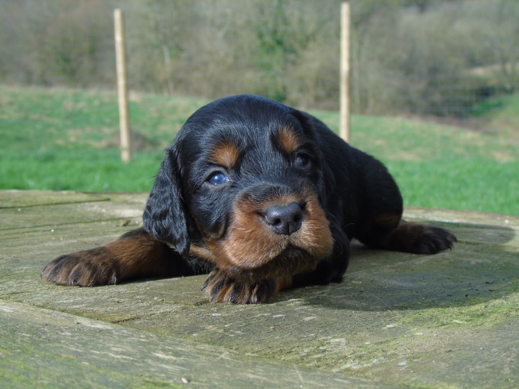 Chiot Setter Gordon - Collier gris Du Domaine De Phoebapooros