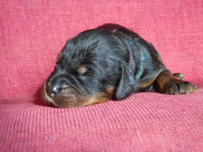 Chiots de race Setter Gordon LOF à vendre en France
