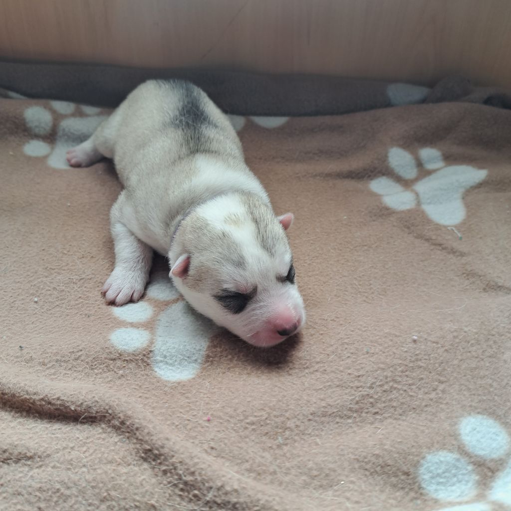 Chiot Siberian Husky - CHIOT 6 collet violet Of Wolves Children Of The Moon