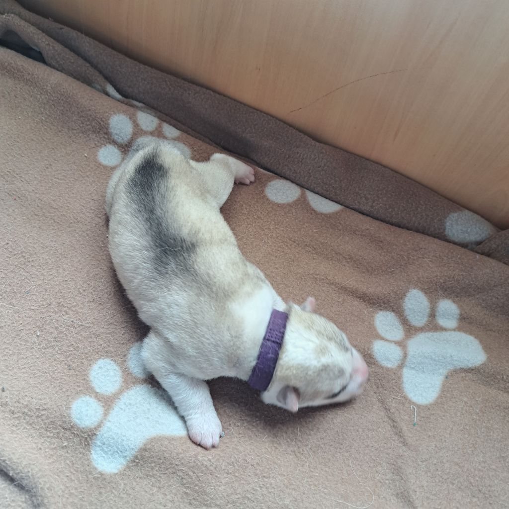 Chiot Siberian Husky - CHIOT 6 collet violet Of Wolves Children Of The Moon