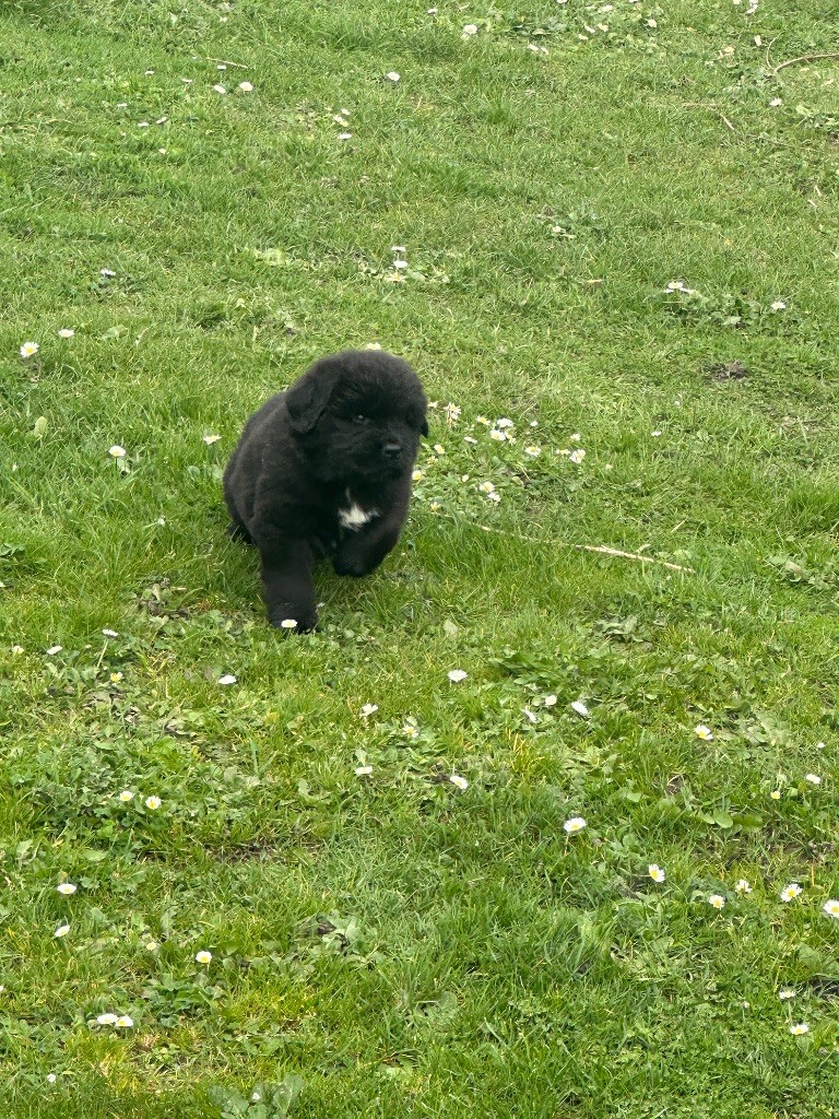 Chiot Terre-neuve - CHIOT collier bleu Du Hameau Des Nours