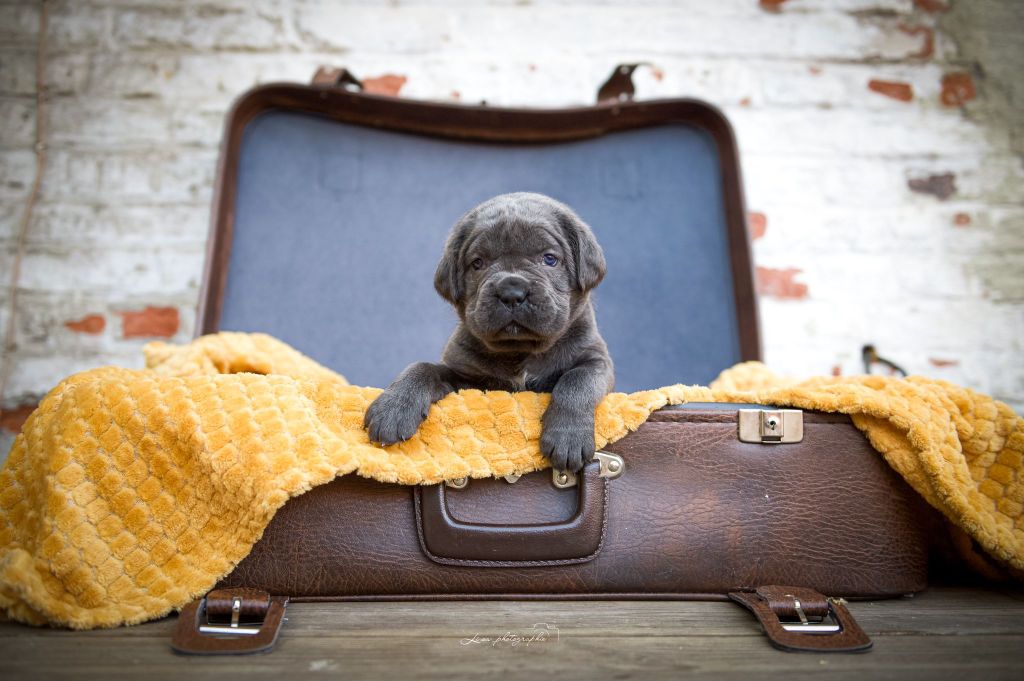 Chiot Cane Corso - Ulala le Domaine du Chene des Près