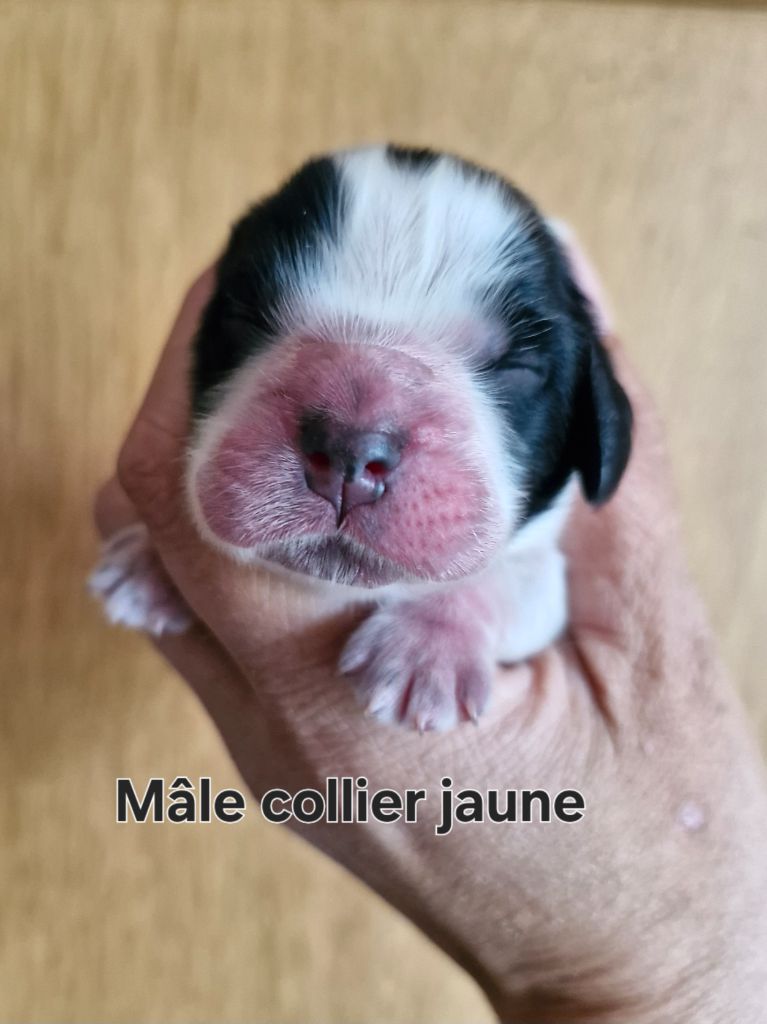Chiot Cocker Spaniel Anglais - CHIOT 1, COLLIER JAUNE Du Domaine Des ...