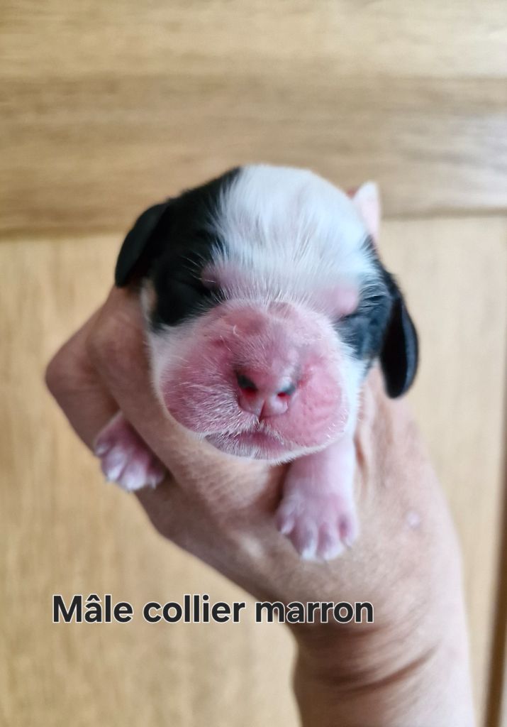 Chiot Cocker Spaniel Anglais - CHIOT 4, COLLIER MARRON Du Domaine Des ...
