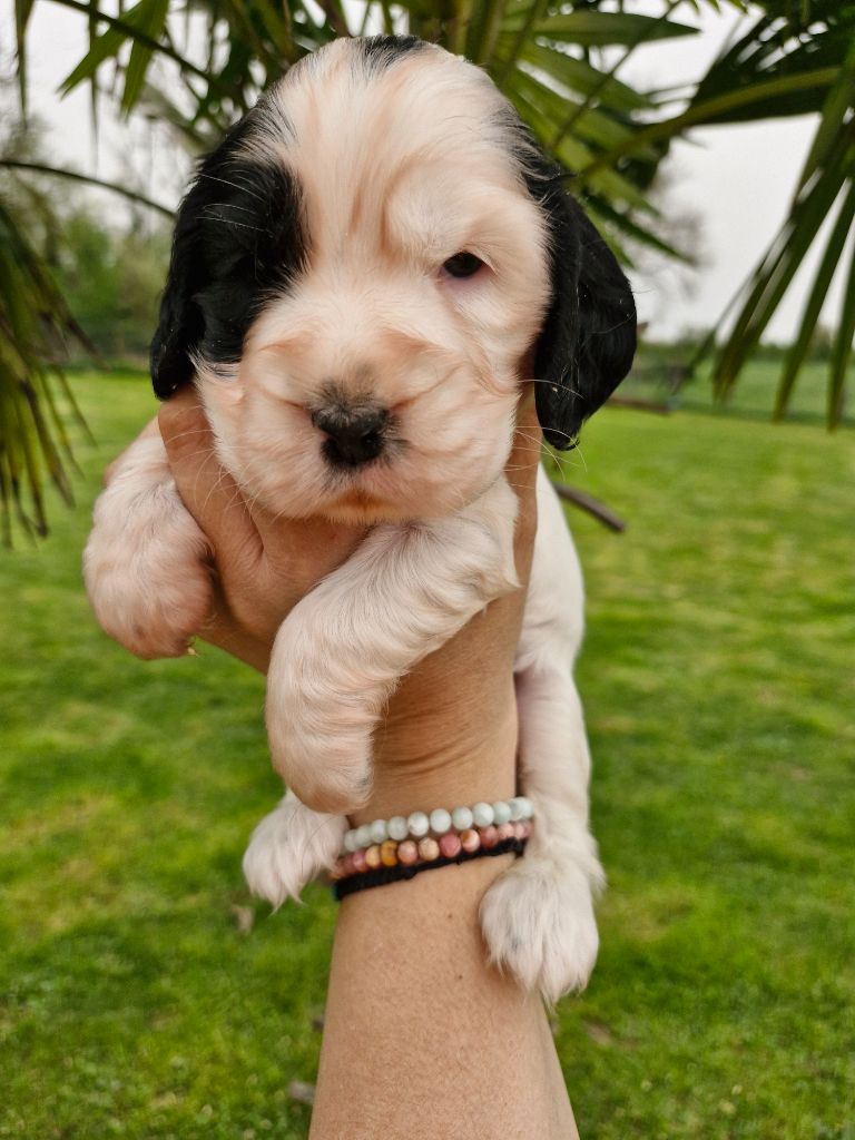 Chiot Cocker Spaniel Anglais - CHIOT 4 COLLIER GRIS Du Domaine Des ...
