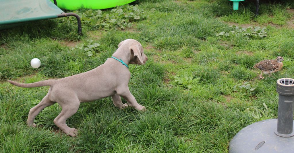 Chiot Braque de Weimar - CHIOT turquoise Balboa Sylver