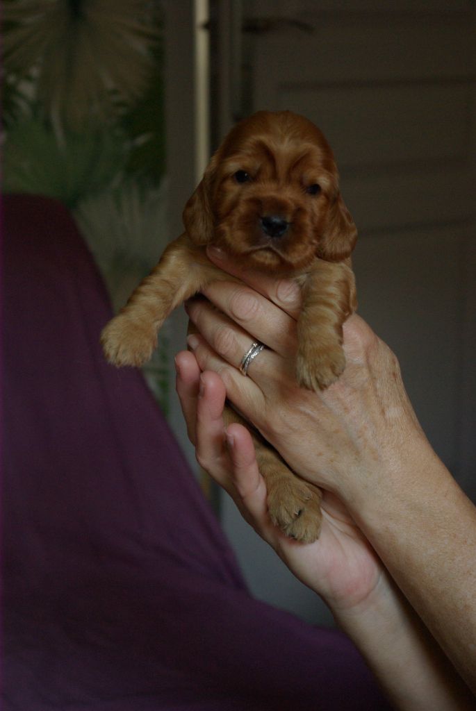 Chiot Cocker Spaniel Anglais - Femelle N°2 des plages d'utah