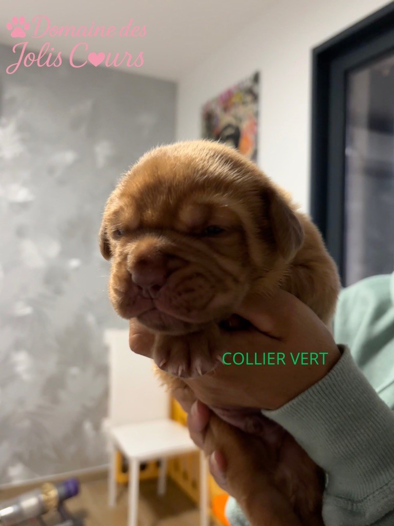 Chiot Dogue de Bordeaux - Collier vert Domaine des Jolis Coeurs