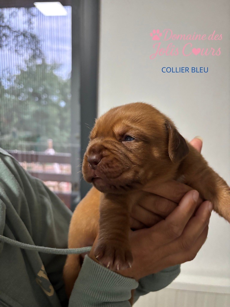 Chiot Dogue de Bordeaux - Collier bleu Domaine des Jolis Coeurs