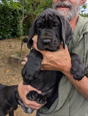 Chiot Dogue allemand - CHIOT Du Vert De Jade