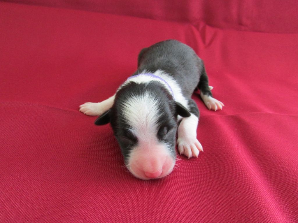 Chiot Border Collie - collier violet Memory Of Avane