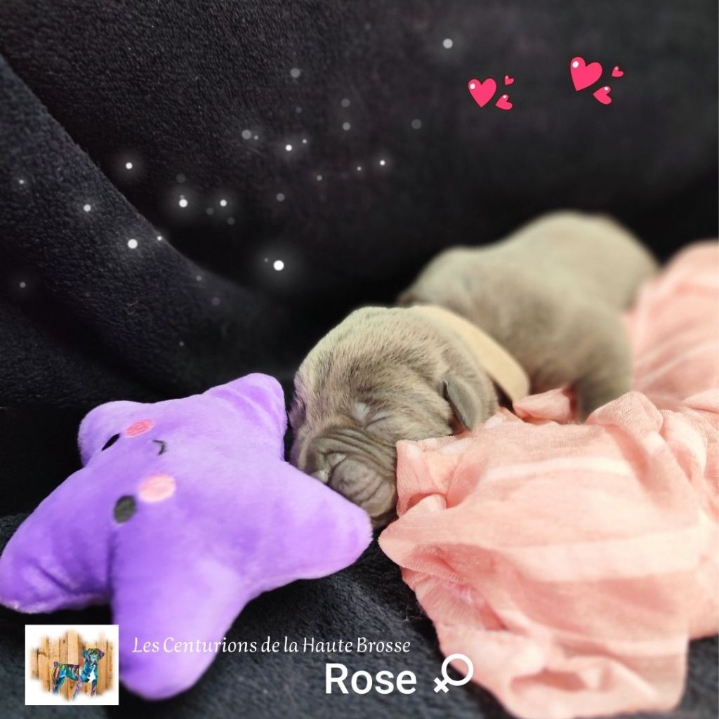 Chiot Cane Corso - Collier Rose Des Centurions De La Haute Brosse