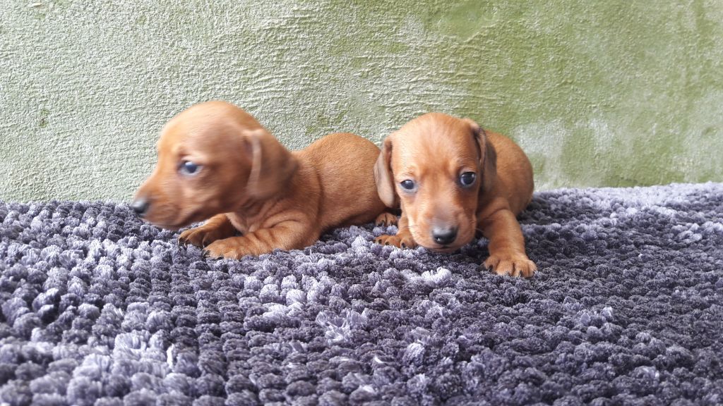 Chiots de la race Teckel poil ras disponibles sur chiots-de-france