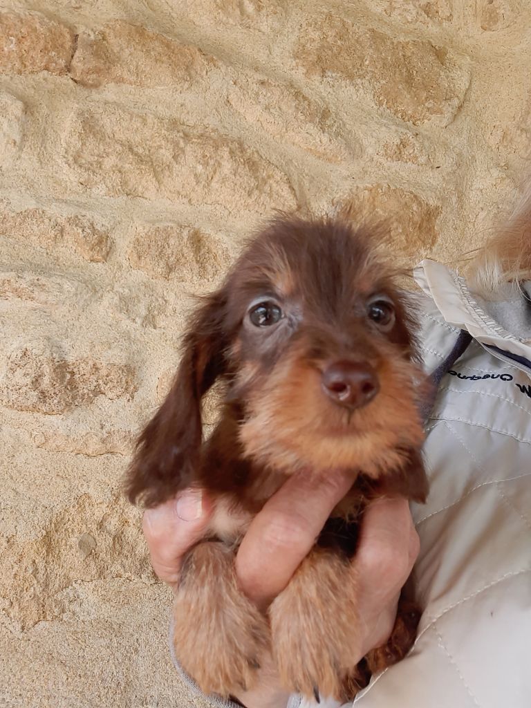 Accueil - Elevage Du logis de beaumanoir - eleveur de chiens Teckel ...