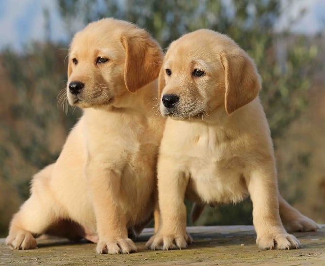 Accueil - Elevage du Domaine de la Vallee de L'Arc - eleveur de chiens ...
