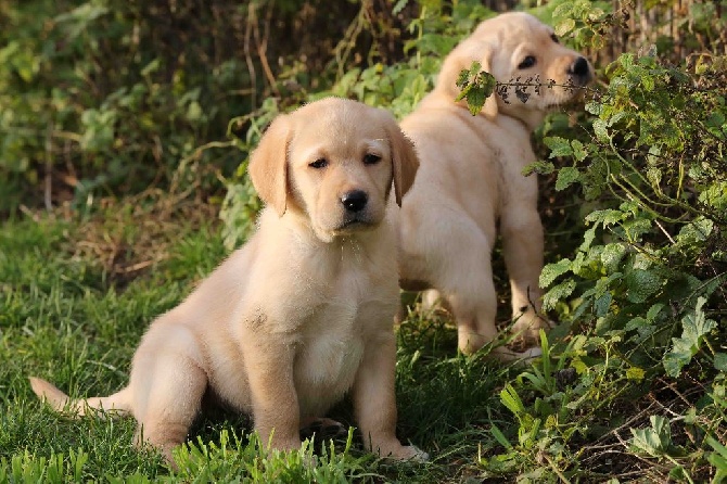 Accueil - Elevage du Domaine de la Vallee de L'Arc - eleveur de chiens ...