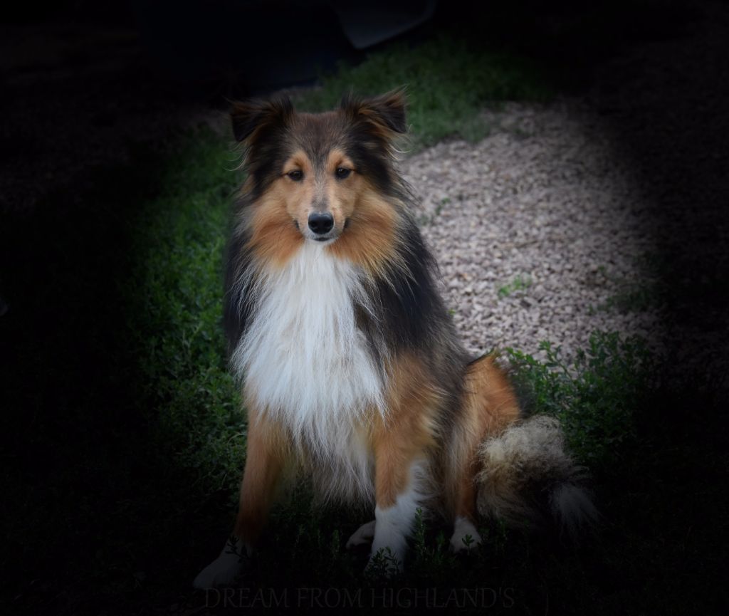 Chien Shetland Sheepdog Dream From Highland's Mcgregor