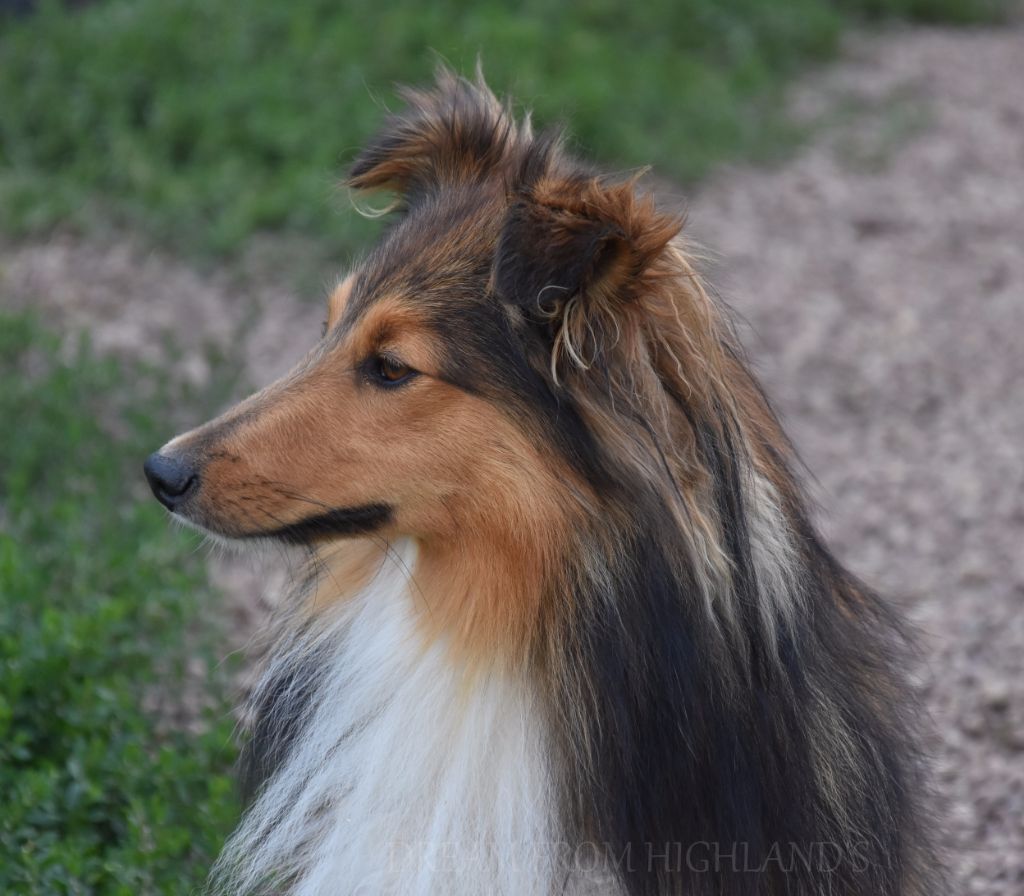 Chien Shetland Sheepdog Dream From Highland's Mcgregor